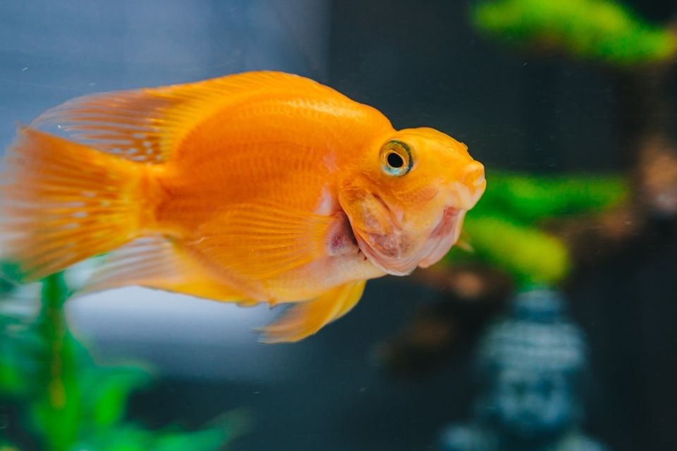 Bangalore Aquarium at Cubbon Park - Bangalore Tourism